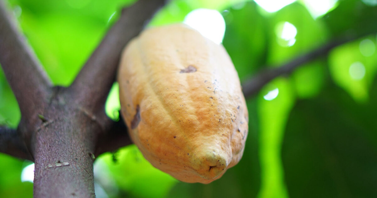 Cocoa prices dip as Ivory Coast raises crop forecast and West Africa…