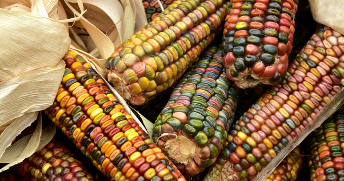 Mexico officially repeals GM corn import ban