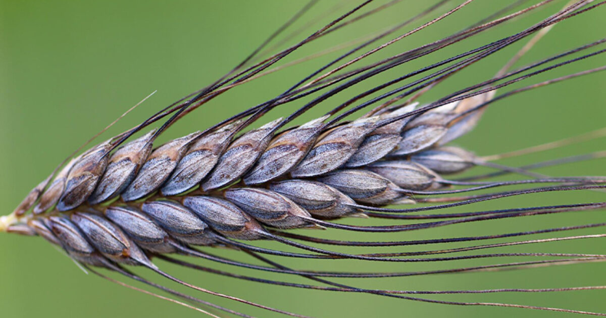 New study indicates wild wheat gene could provide protection against…